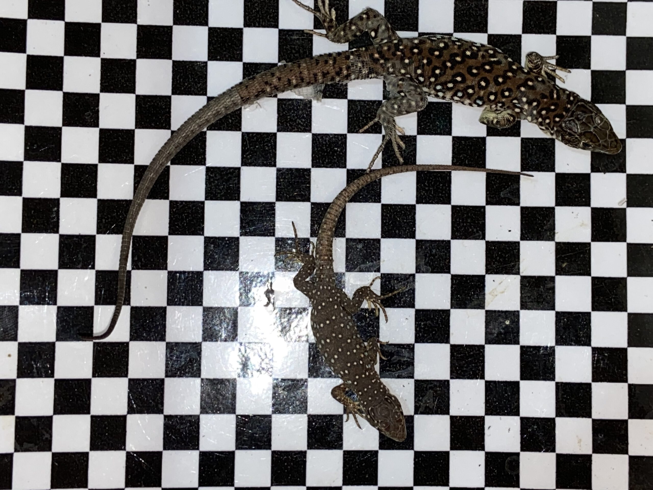 Wachstumsunterschied bei Timon lepidus - echsperten Blog